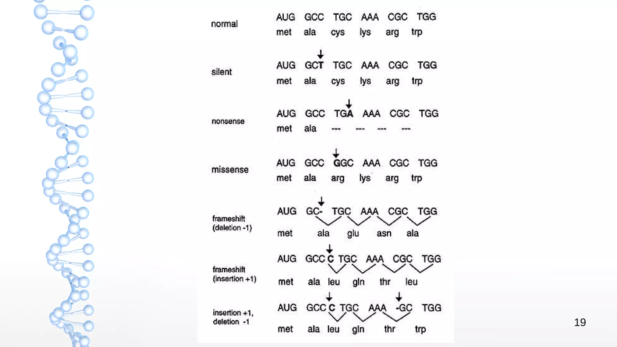 Mutation And Assay Of Mutagenesis Ppt