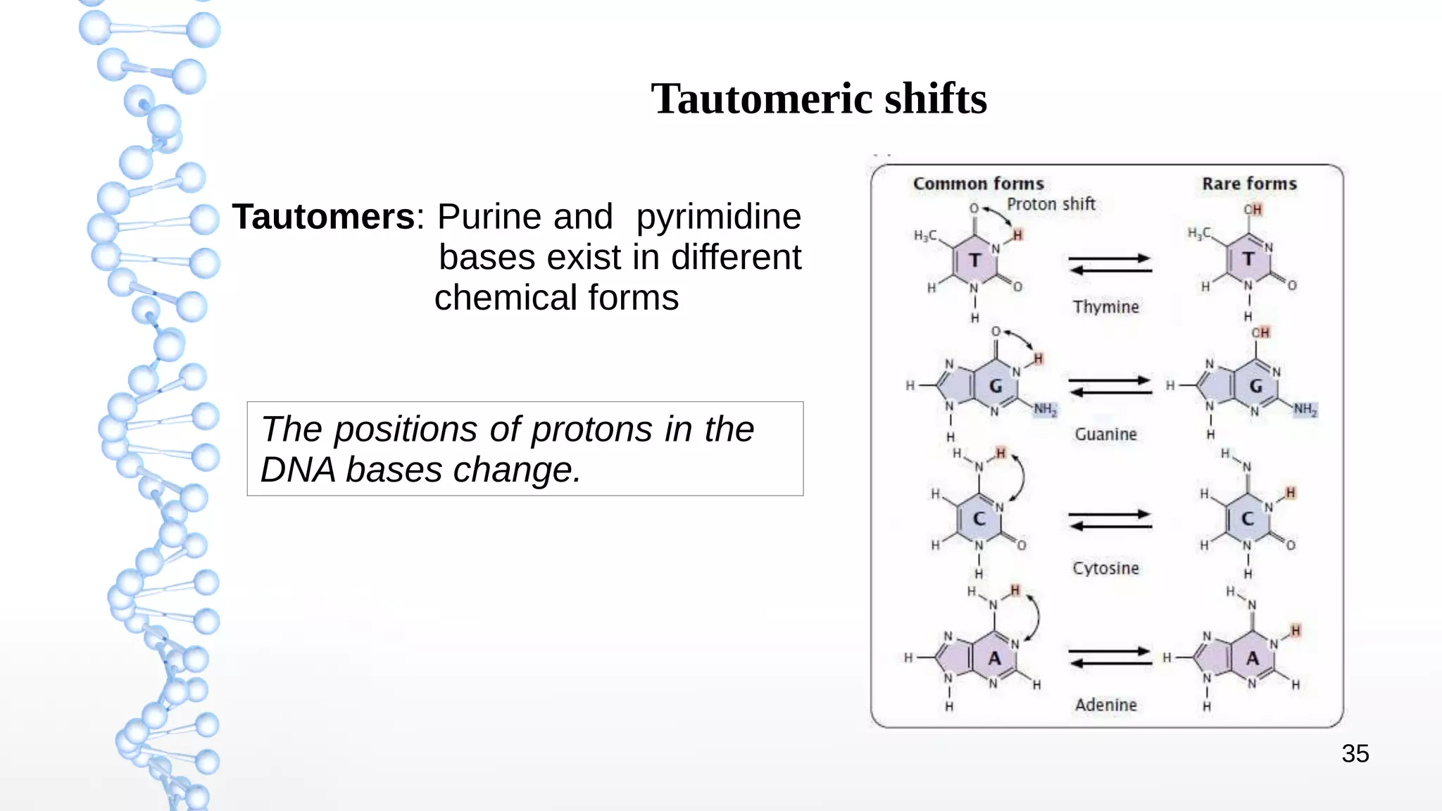 Mutation And Assay Of Mutagenesis Ppt