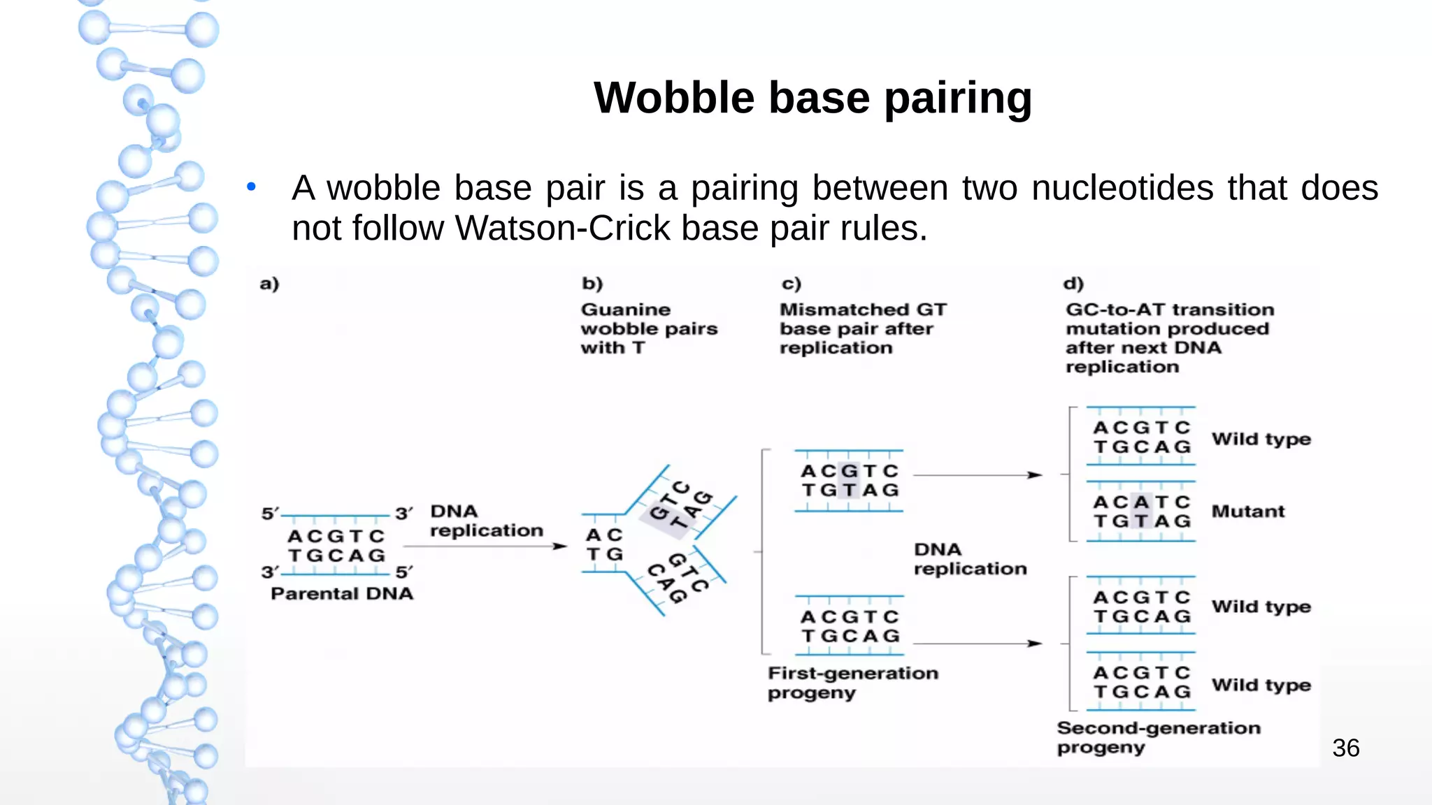 Mutation And Assay Of Mutagenesis Ppt