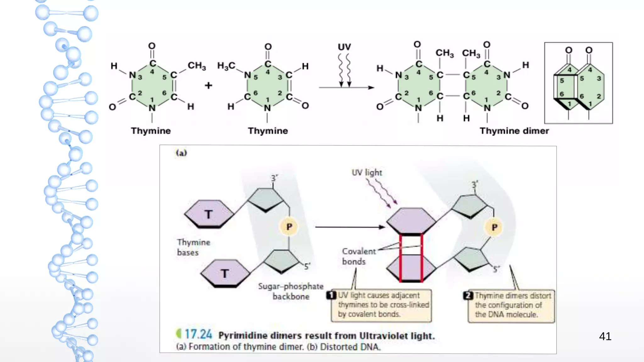 Mutation And Assay Of Mutagenesis Ppt