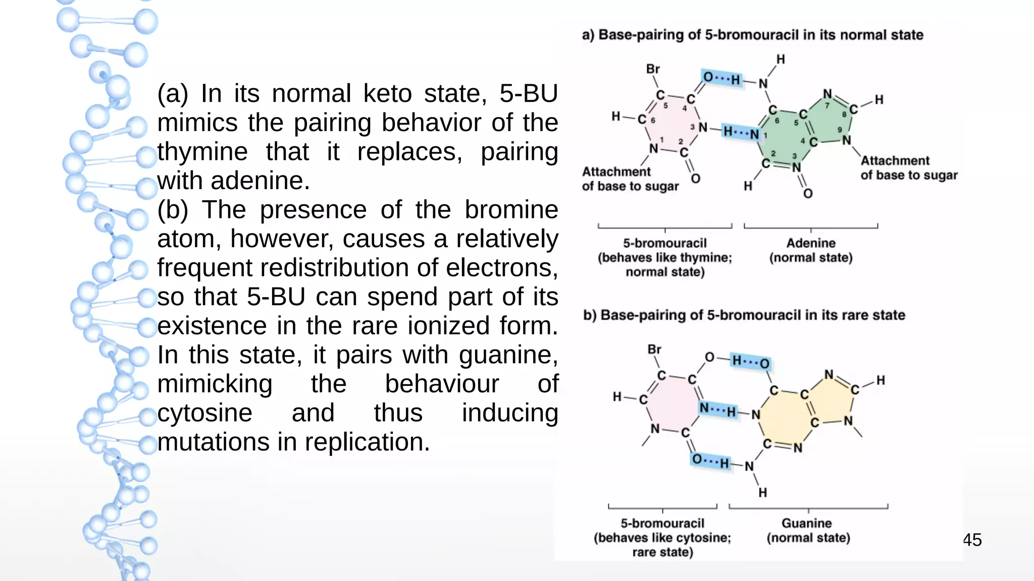 Mutation And Assay Of Mutagenesis Ppt