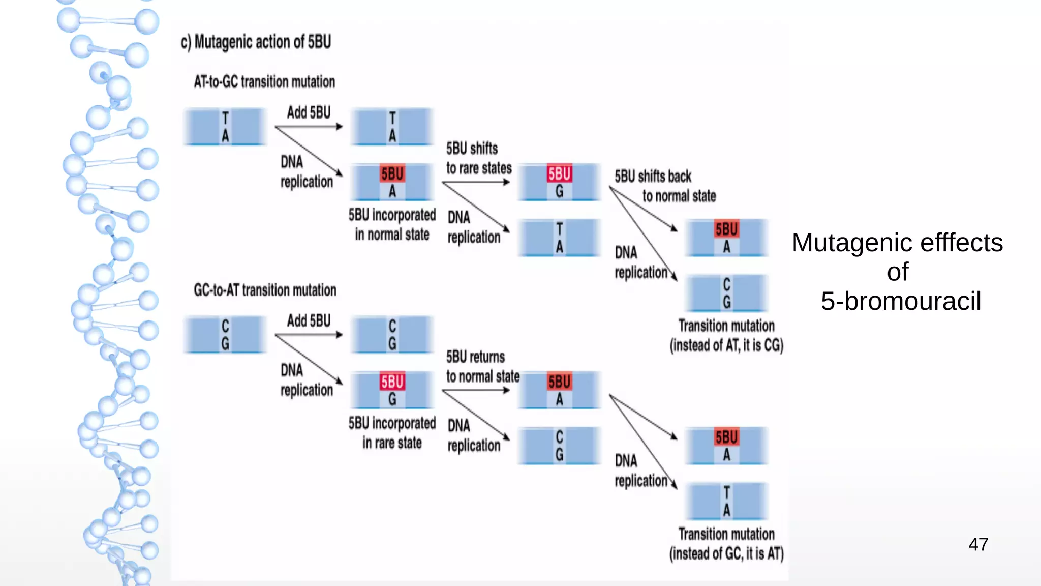 Mutation And Assay Of Mutagenesis Ppt