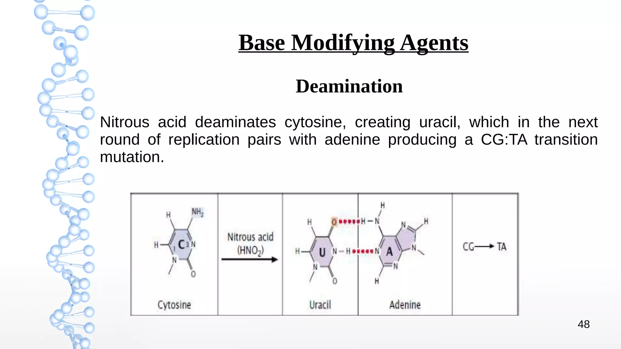 Mutation And Assay Of Mutagenesis Ppt