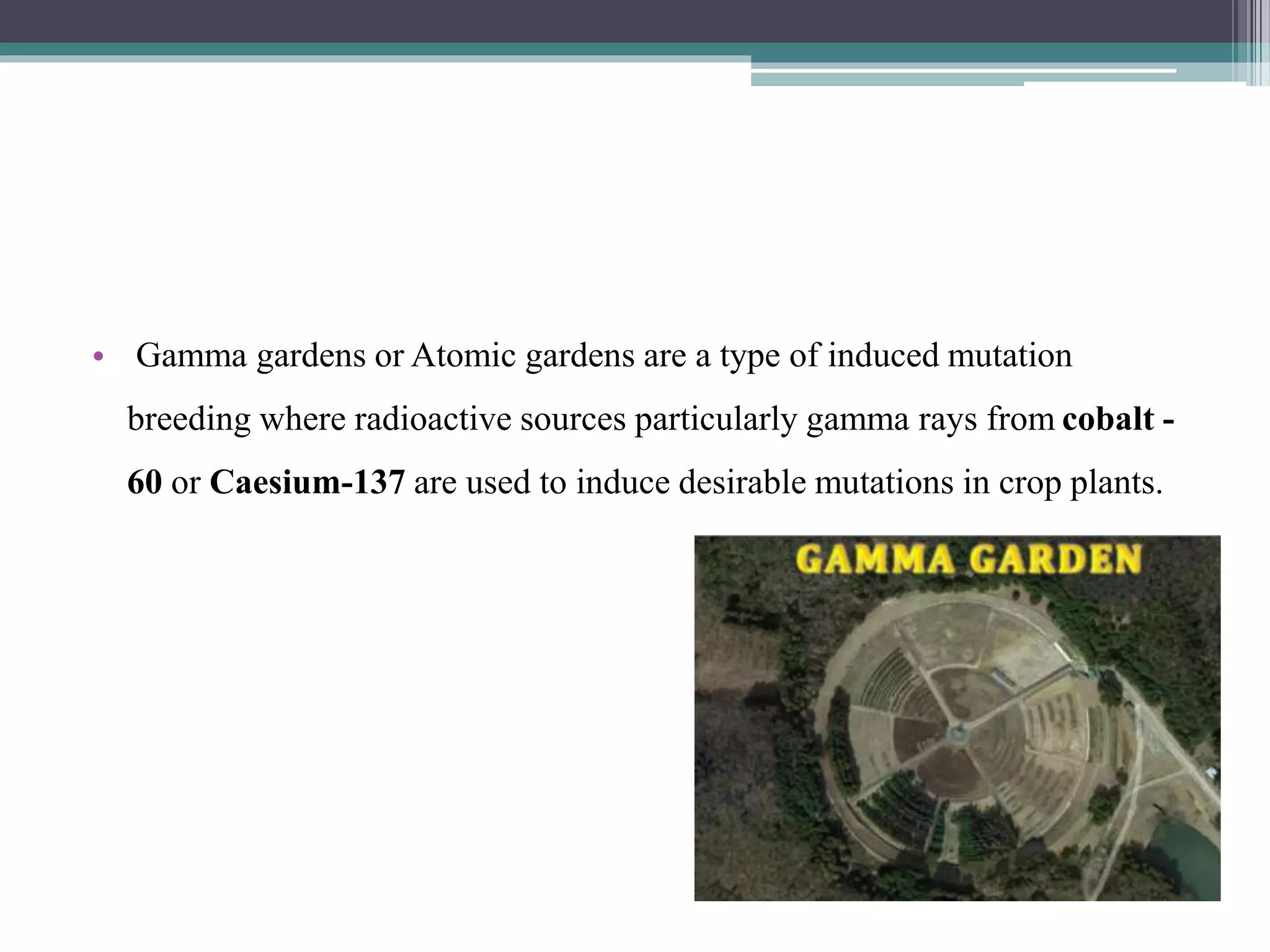 Mutation beeding.pptx