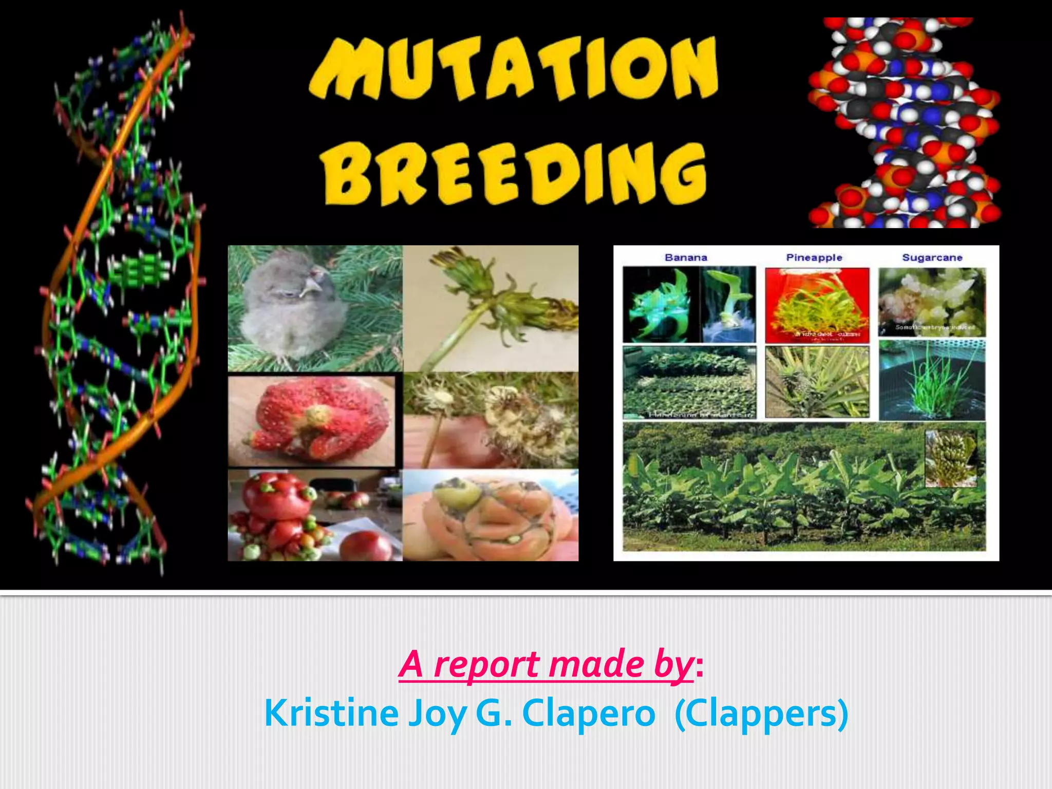 Mutation Breeding | PPTX
