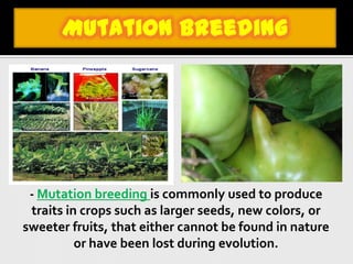 Mutation Breeding | PPTX