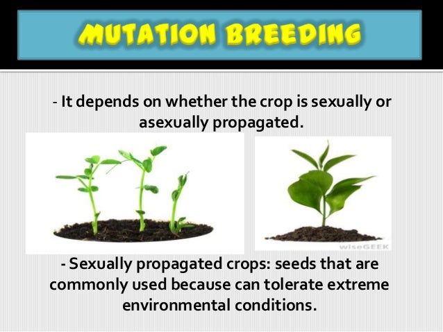 Mutation Breeding