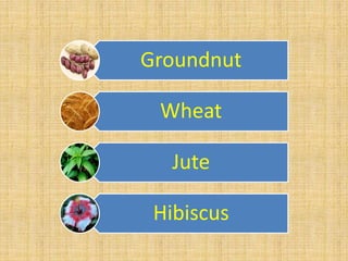 Mutation breeding of crops | PPTX