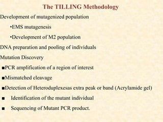 Mutation breeding | PPT