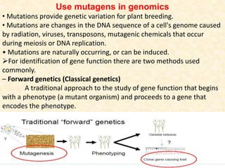 Mutation breeding | PPTX | Genetics | Science
