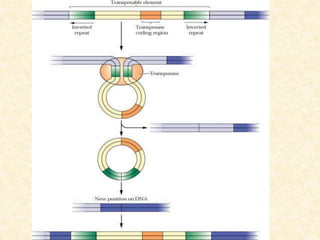 Mutation breeding | PPTX | Genetics | Science