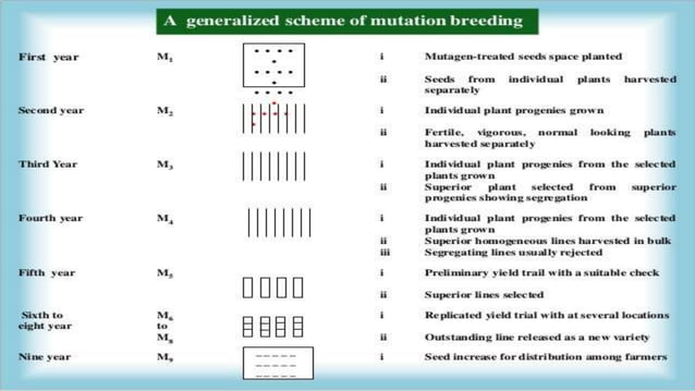 Mutation breeding in Plants | PPTX | Infertility | Reproductive Health