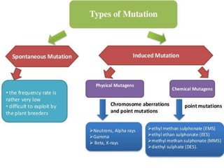 Mutation breeding | PPT