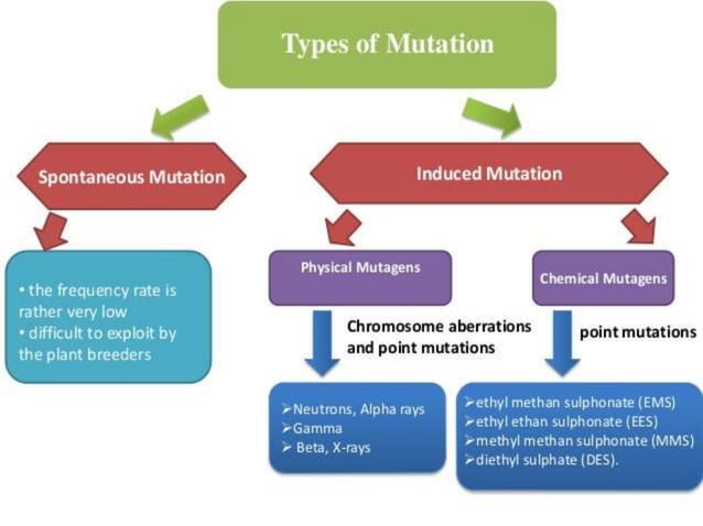 Mutation breeding | PPT
