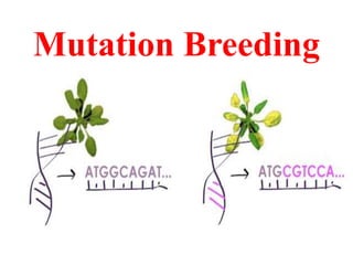Real Plant Mutations
