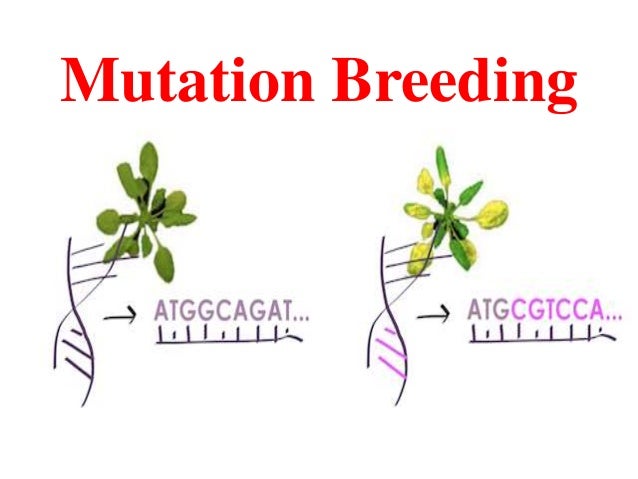 Mutation breeding