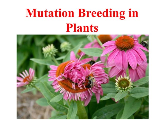 Mutation breeding | PPTX