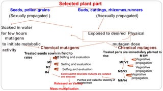 Mutation breeding | PPT