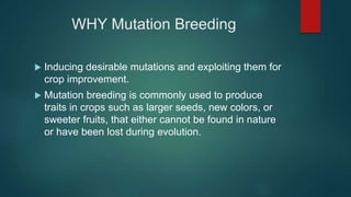 Mutation Breeding.pptx