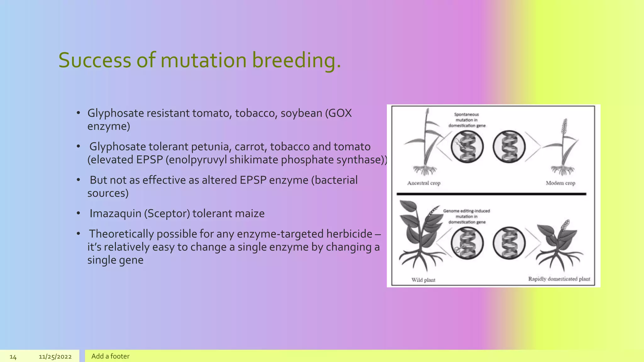 Mutation breeding.pptx