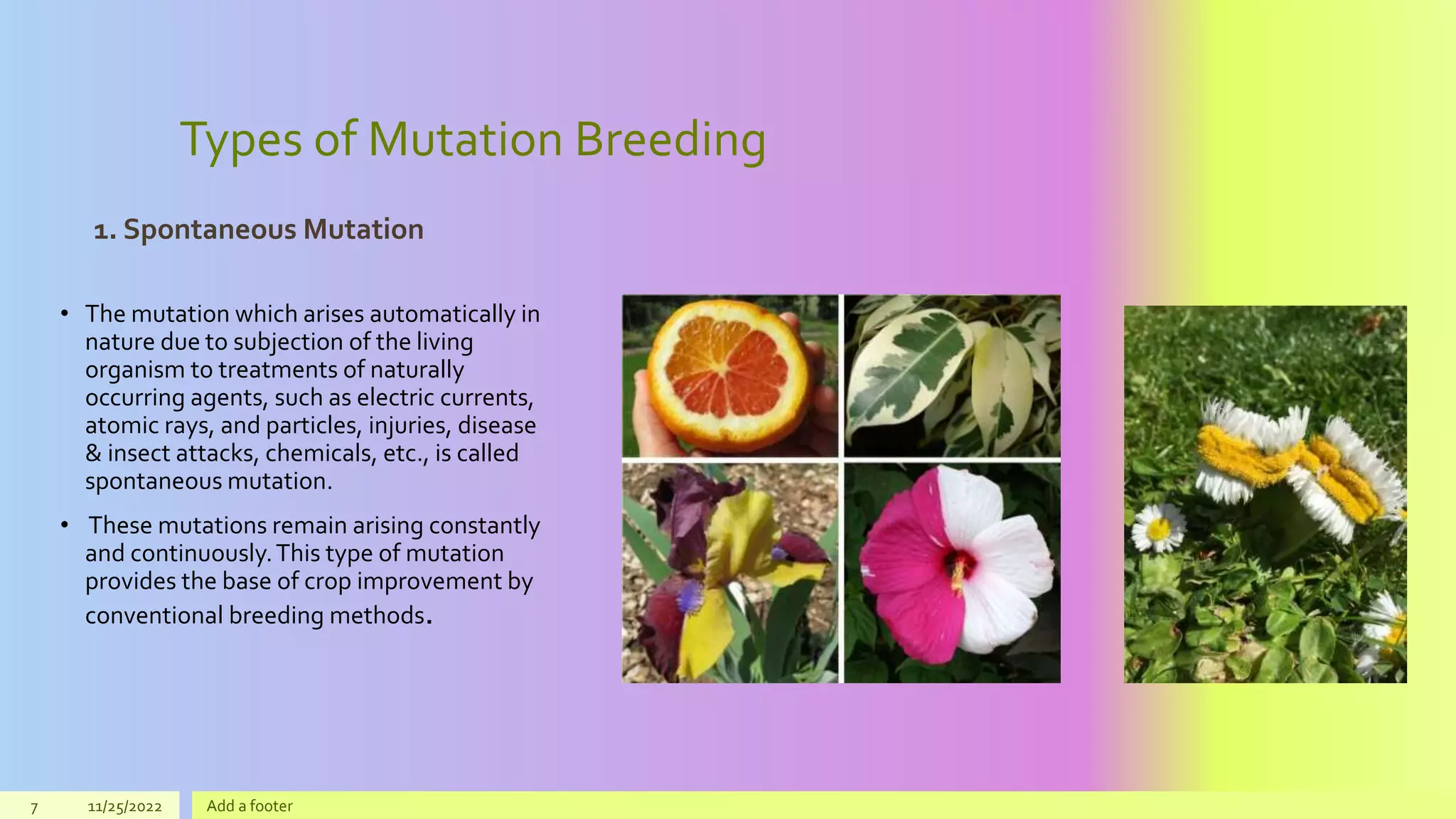 Mutation breeding.pptx