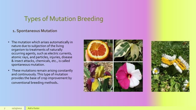 Mutation breeding.pptx