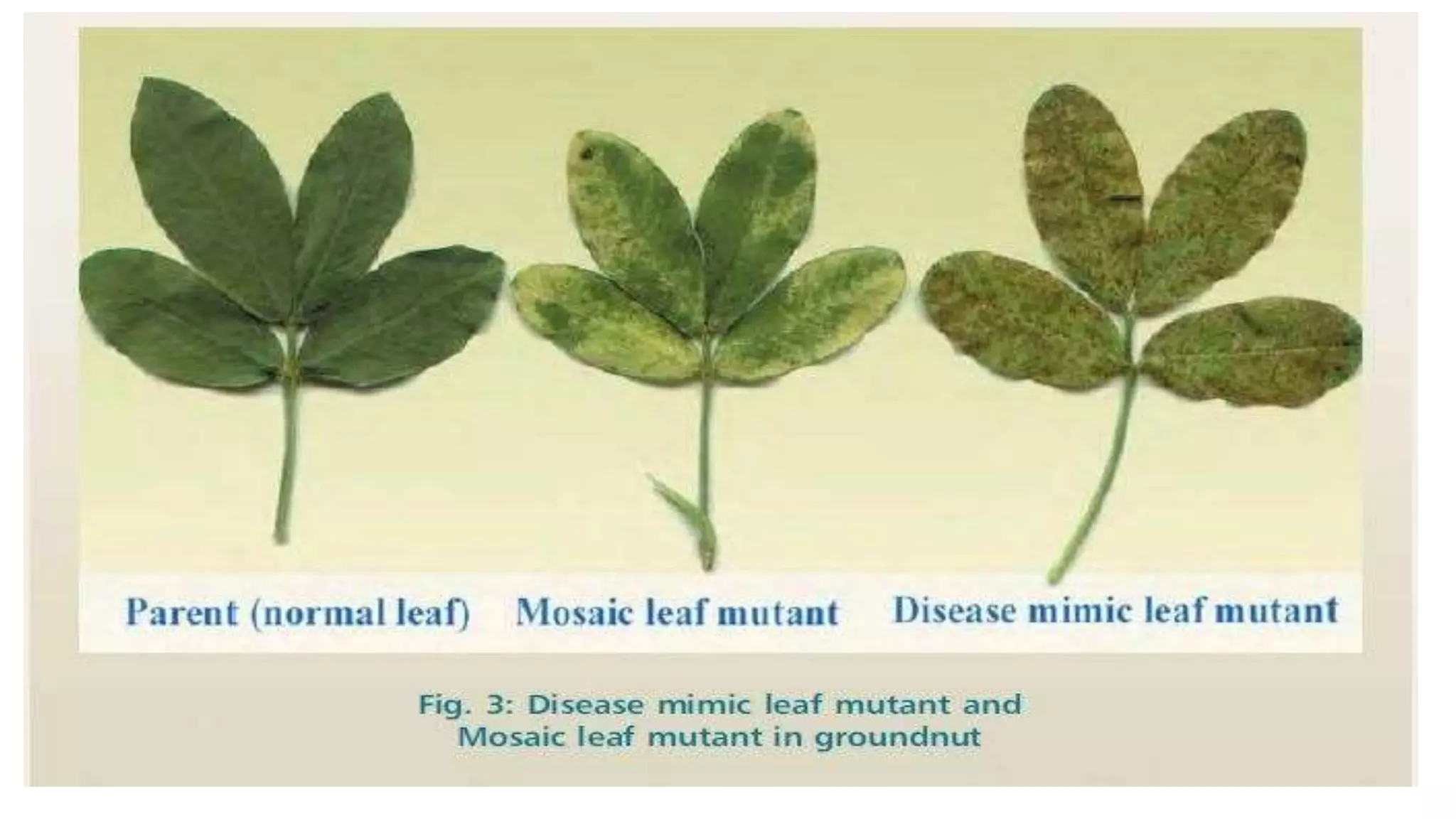 Mutation breeding in groundnut and Vinca rosea (catharanthus) | PPTX