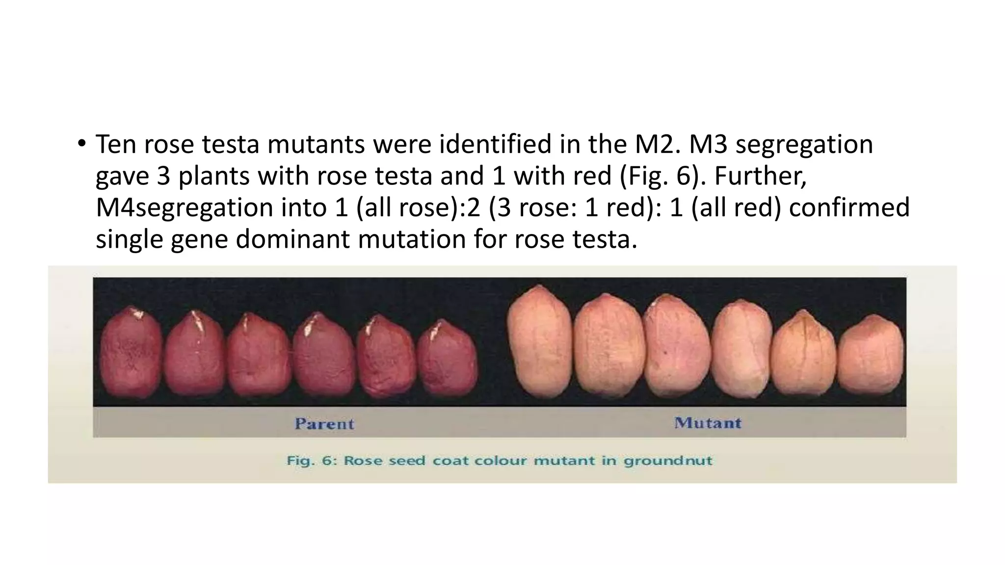 Mutation breeding in groundnut and Vinca rosea (catharanthus) | PPTX