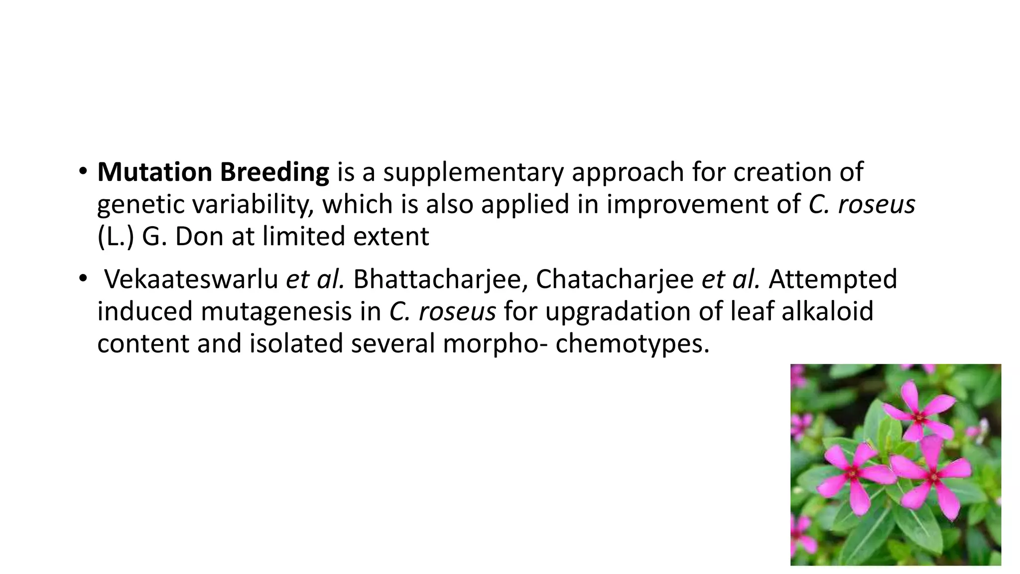 Mutation breeding in groundnut and Vinca rosea (catharanthus) | PPTX