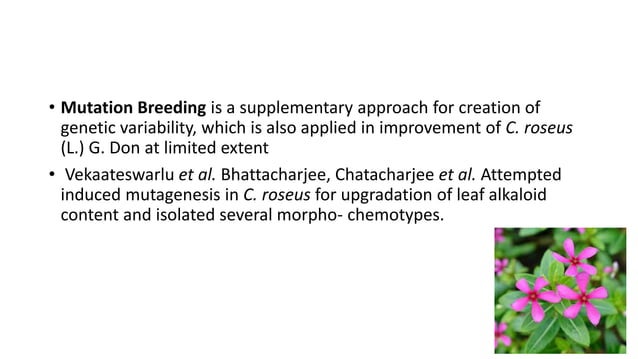 Mutation breeding in groundnut and Vinca rosea (catharanthus) | PPTX ...