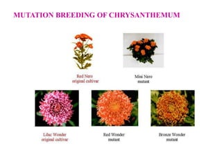 Mutation breeding in flower crops | PPTX