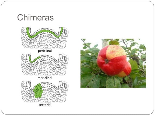 Mutation breeding in fruit crops | PPTX