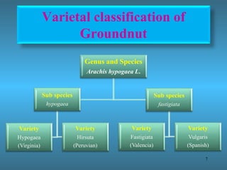 Mutation breeding in groundnut | PPTX