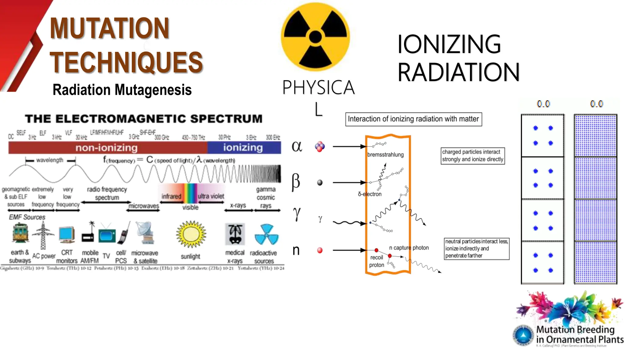 Mutation Breeding in Ornamental Crops.pptx
