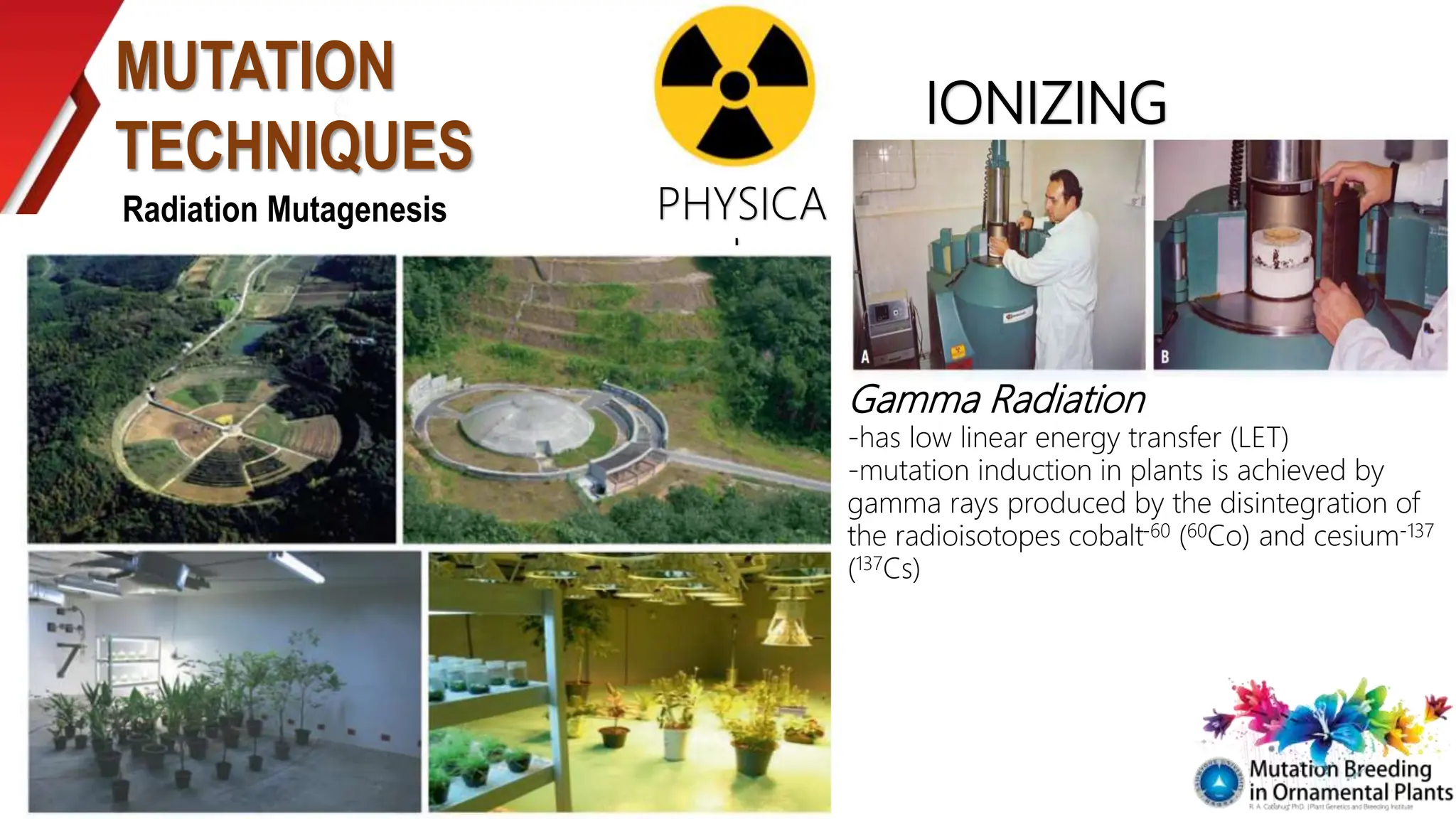 Mutation Breeding in Ornamental Crops.pptx
