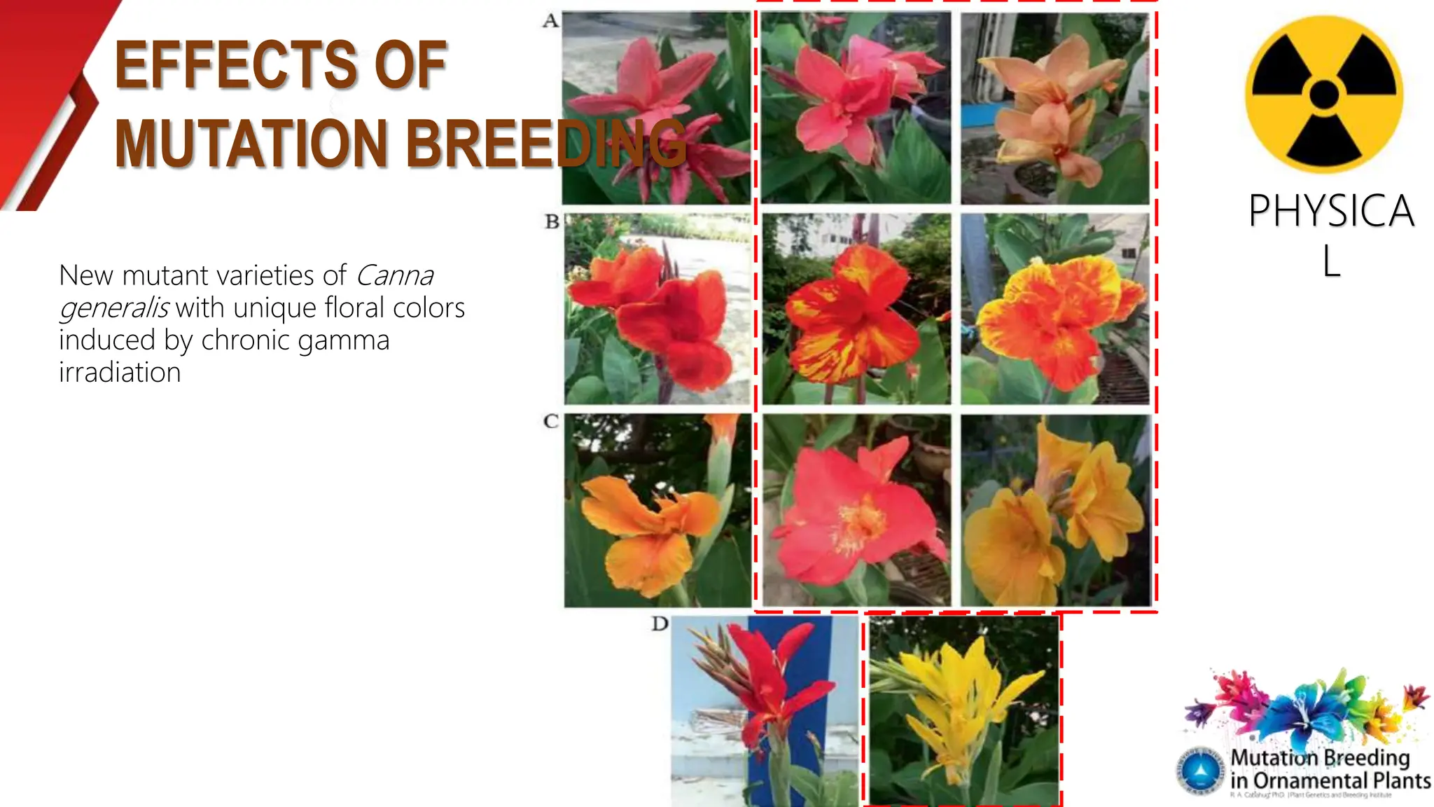 Mutation Breeding in Ornamental Crops.pptx