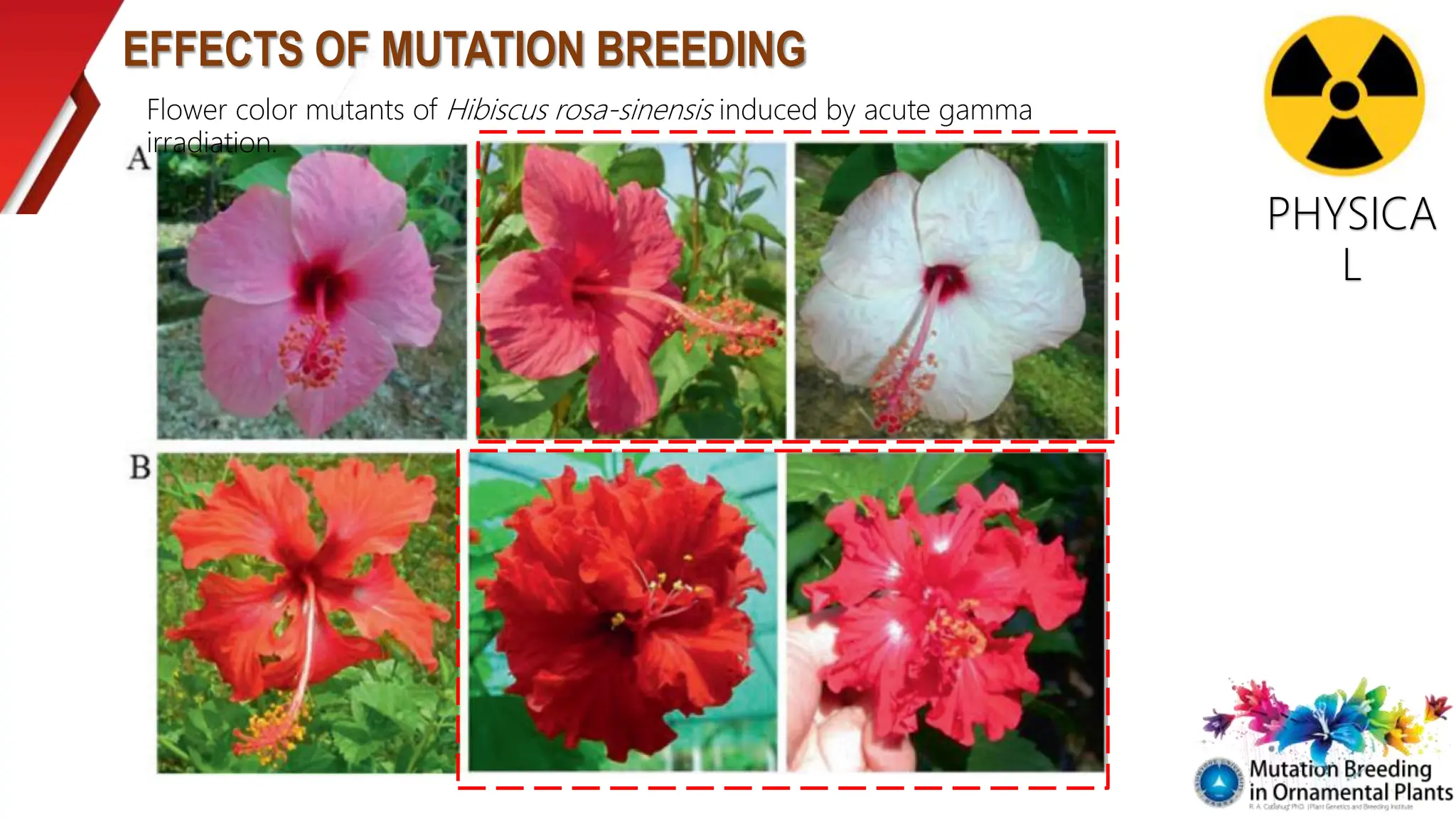 Mutation Breeding in Ornamental Crops.pptx