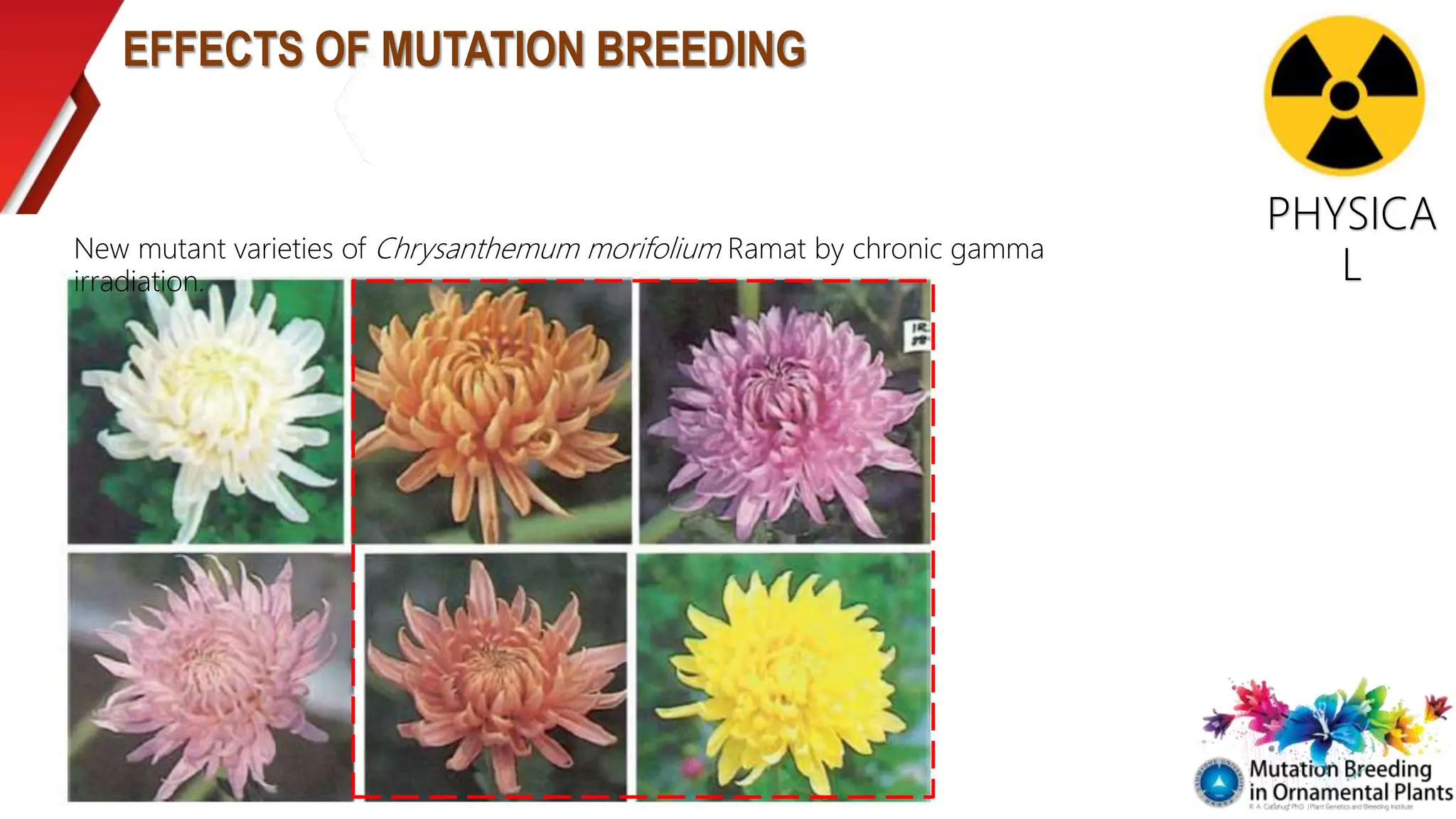Mutation Breeding in Ornamental Crops.pptx