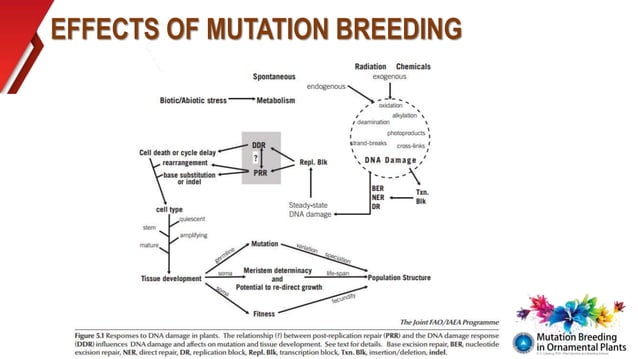 Mutation Breeding in Ornamental Crops.pptx | Gardening | Home & Garden