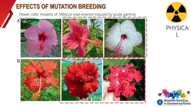 Mutation Breeding in Ornamental Crops.pptx | Gardening | Home & Garden