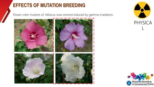 Mutation Breeding in Ornamental Crops.pptx | Gardening | Home & Garden
