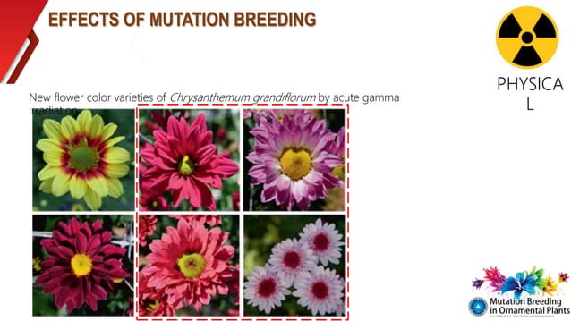 Mutation Breeding in Ornamental Crops.pptx | Gardening | Home & Garden