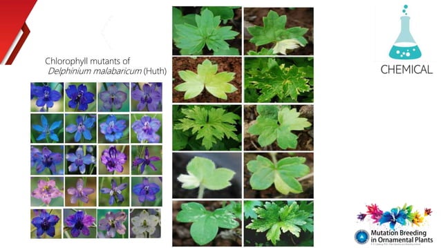 Mutation Breeding in Ornamental Crops.pptx | Gardening | Home & Garden