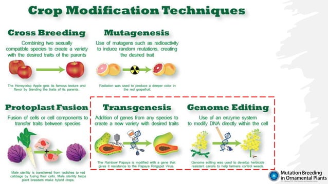Mutation Breeding in Ornamental Crops.pptx | Gardening | Home & Garden