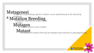 Mutation Breeding in Ornamental Crops.pptx