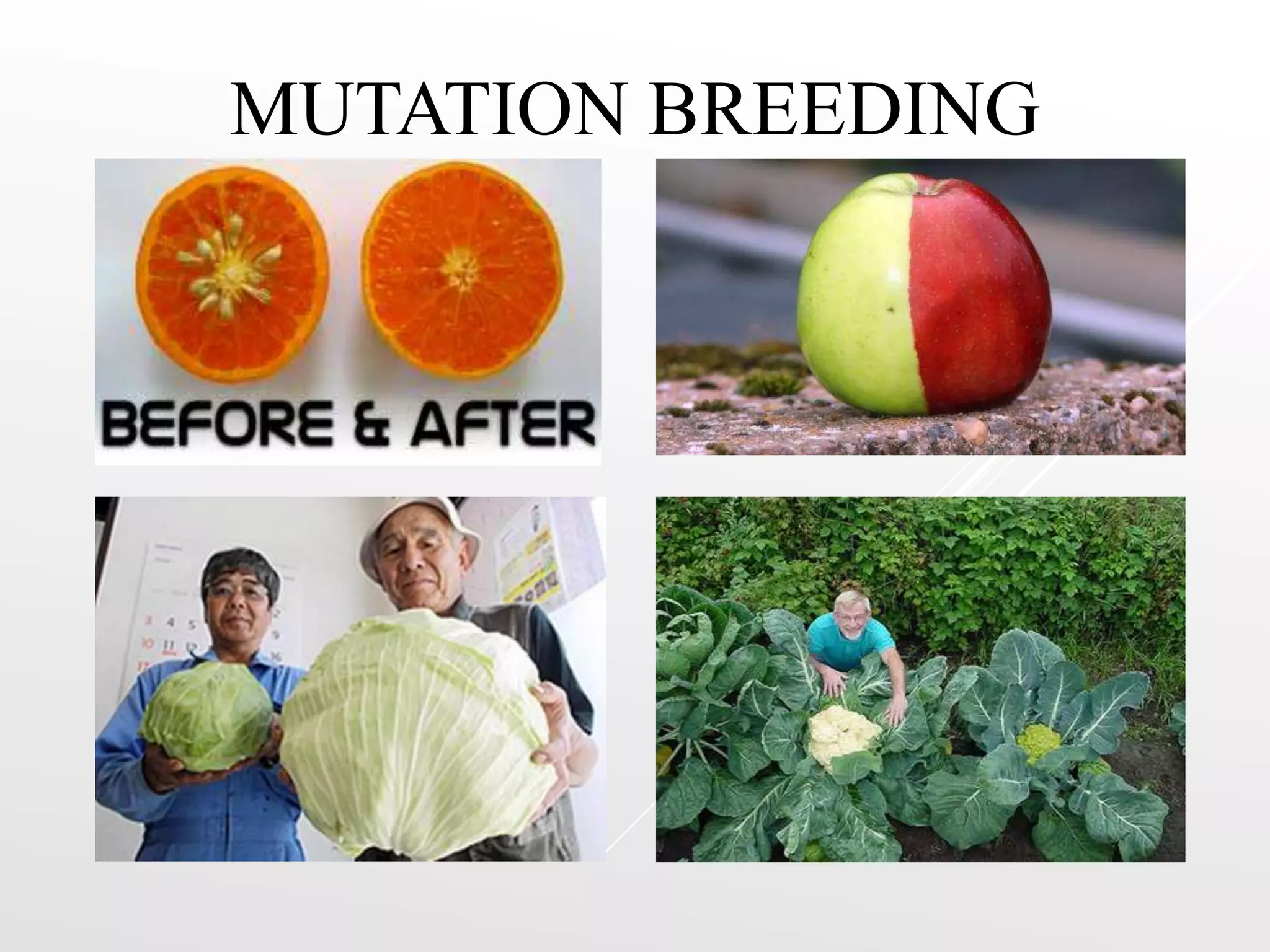 Mutation breeding | PPT