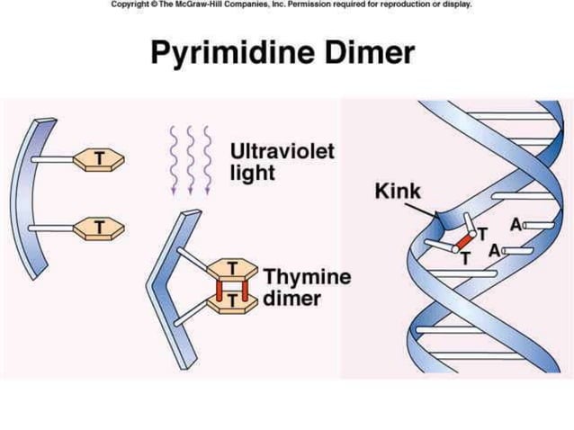 Mutation breeding | PPT