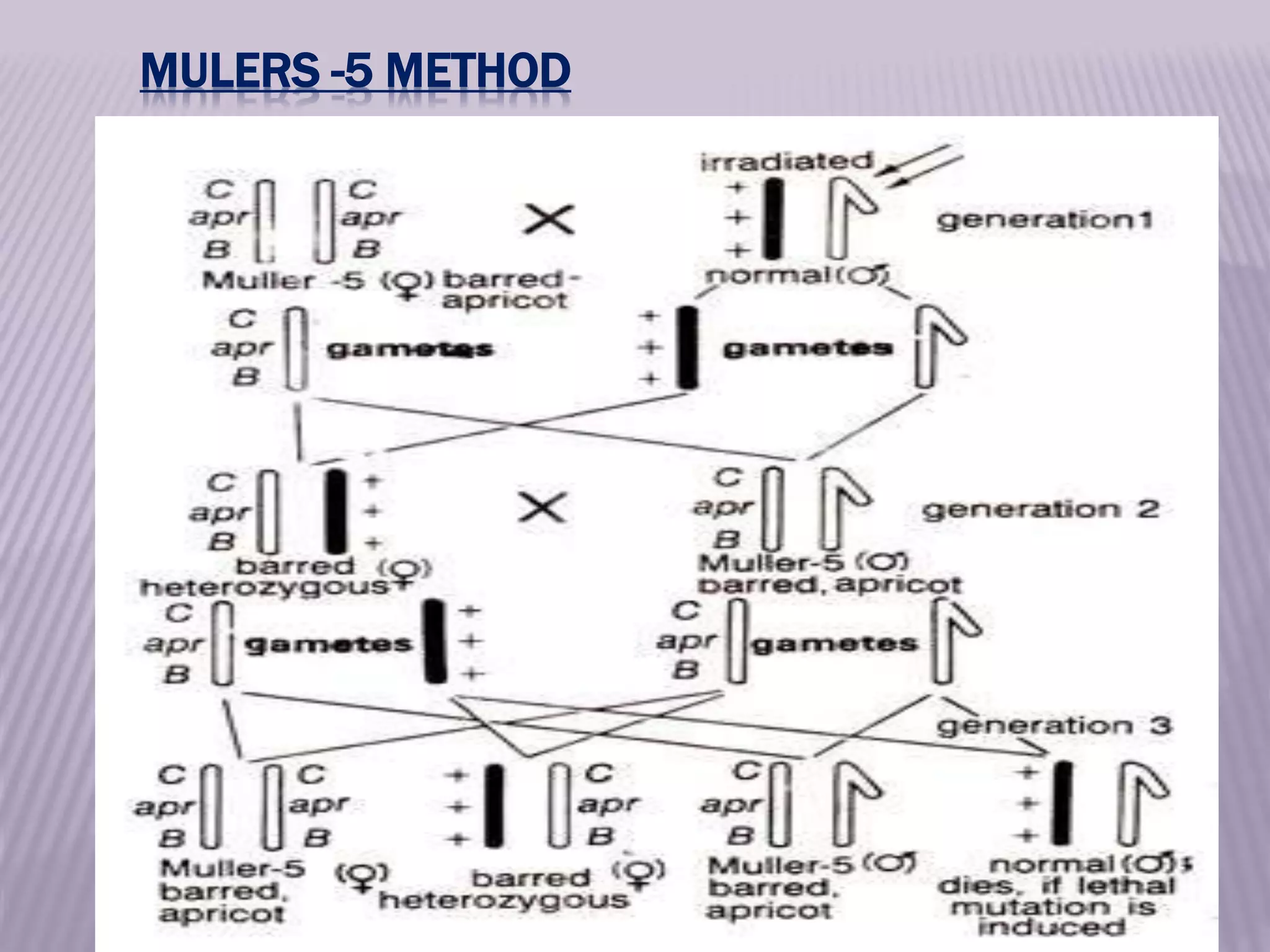 Mutation Detection Systems Navi Ppt