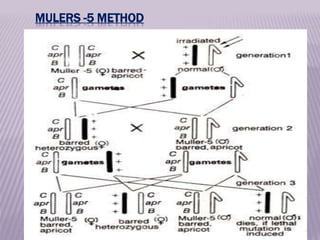 Mutation detection systems navi | PPT