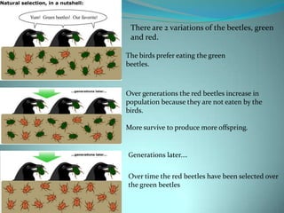 Mutation, Evolution, and Natural Selection | PPTX